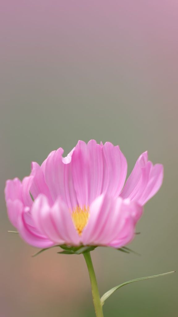 Dicas para fotografar flores e folhas - Câmera Passaporte